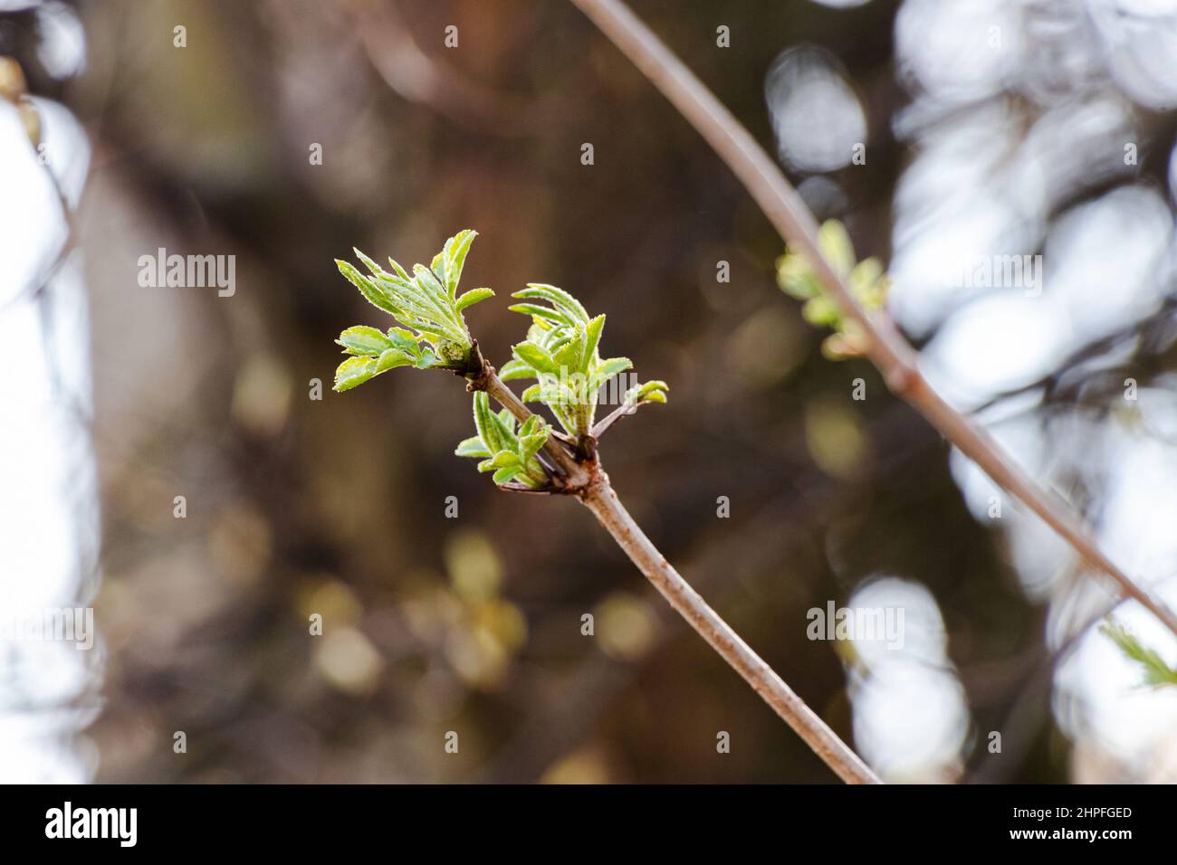 fresh spring leaves on tree branch Stock Photo - Alamy