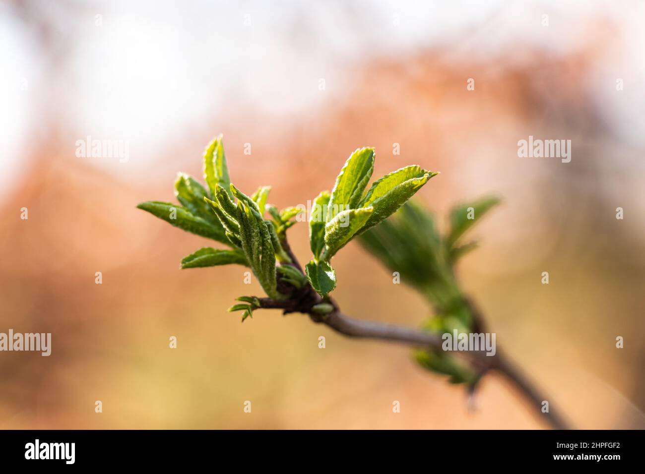 fresh spring leaves on tree branch Stock Photo - Alamy