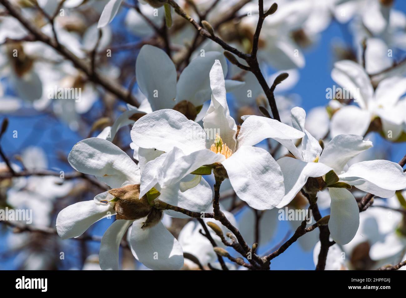 Virgin tree white flowers hi-res stock photography and images - Alamy