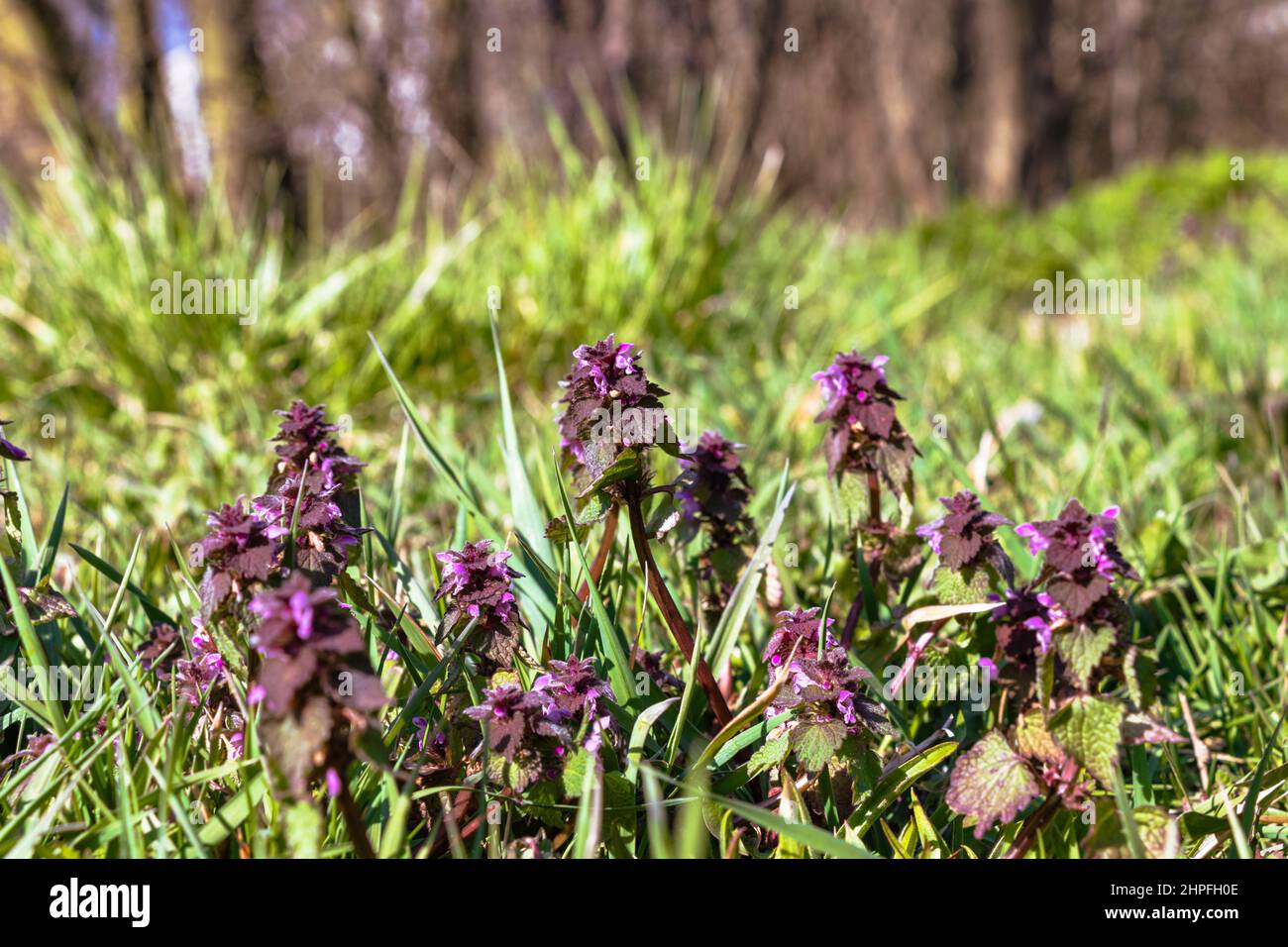 group of spring purple flowers on a meadow with focus on the highest in ...