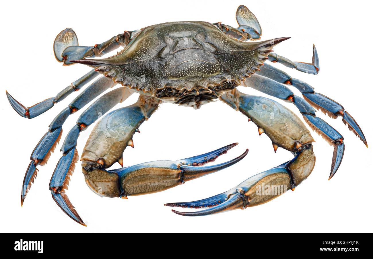 Blue crab isolated on white background, full depth of field Stock Photo ...
