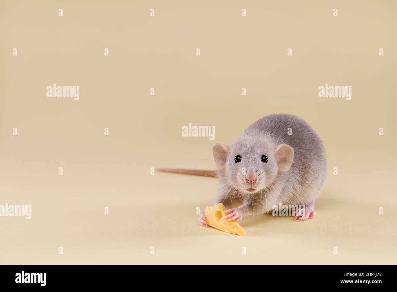Dumbo Rats With Teddy Bear