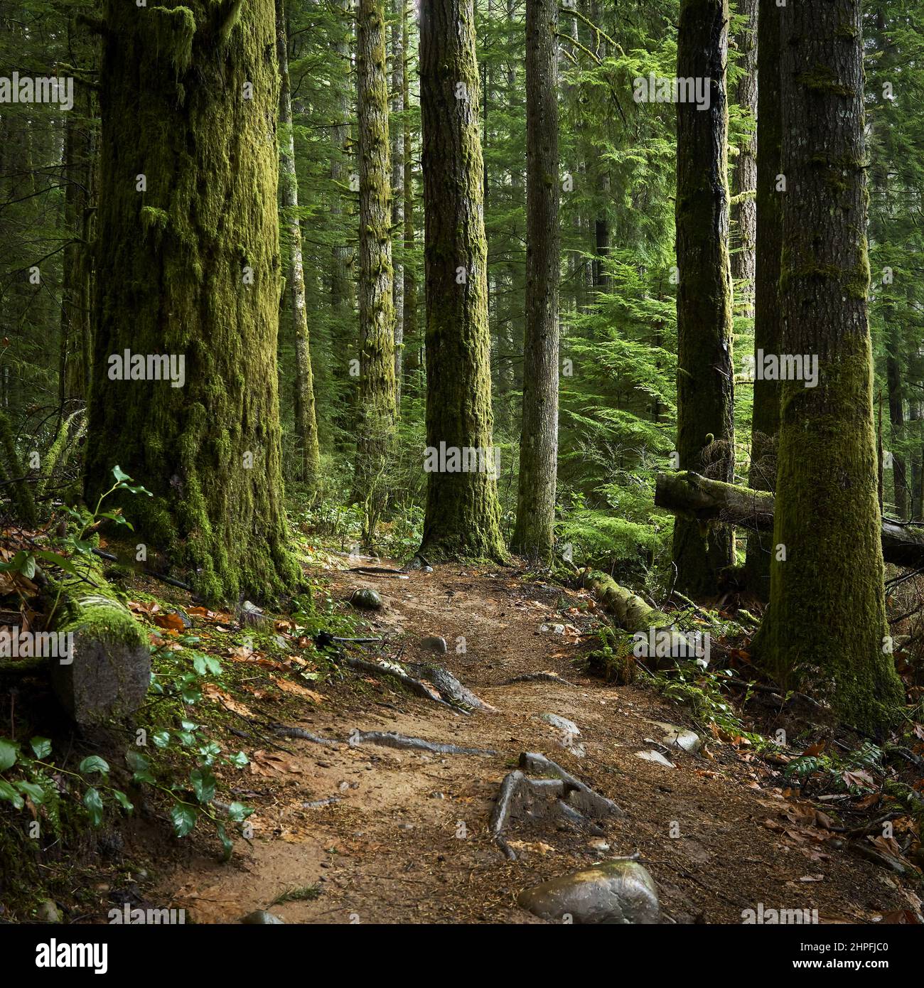 Mossy trees along a forest path Stock Photo - Alamy