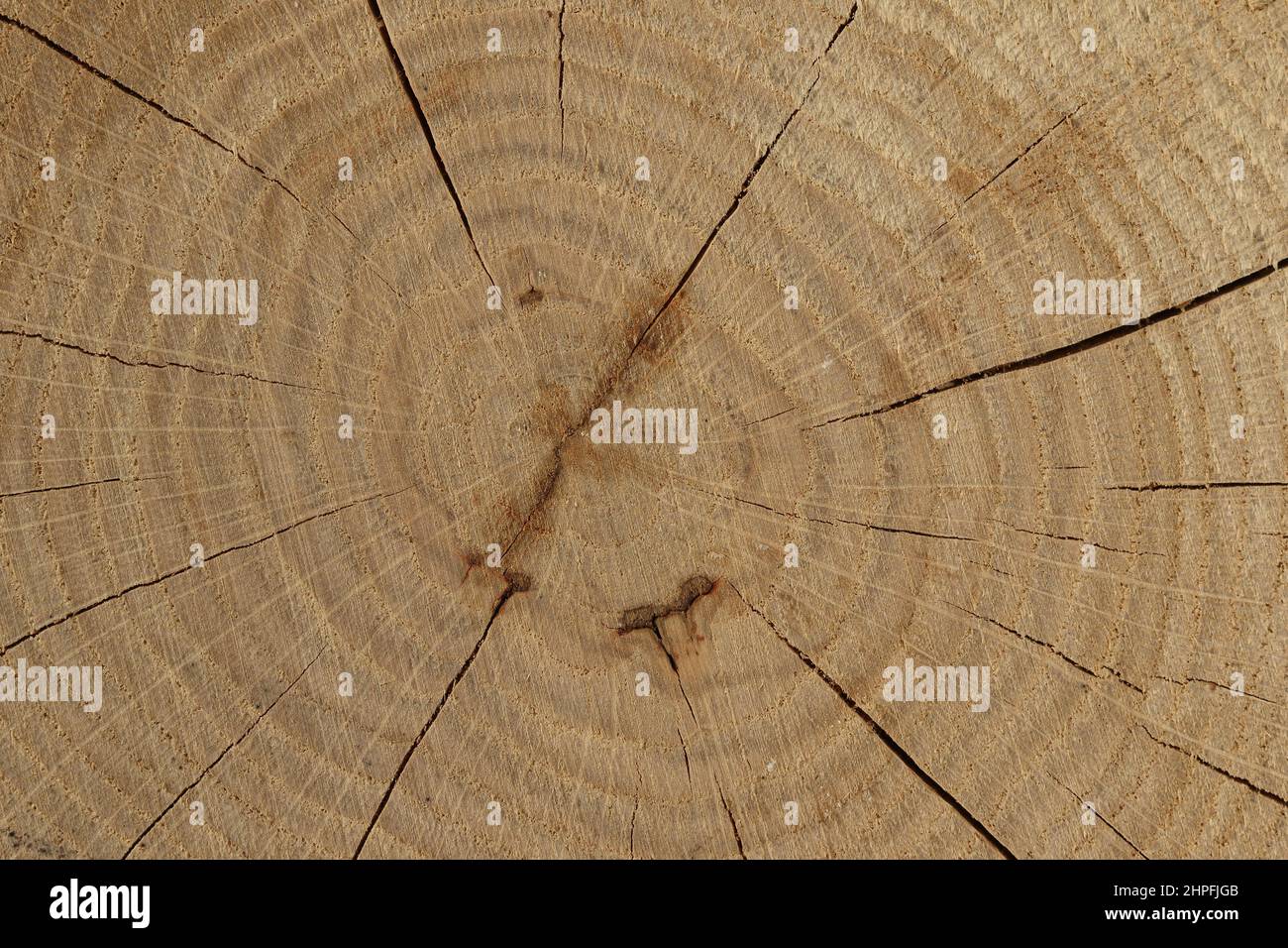 123RF tree trunk annual rings section of a wood slice Stock Photo - Alamy