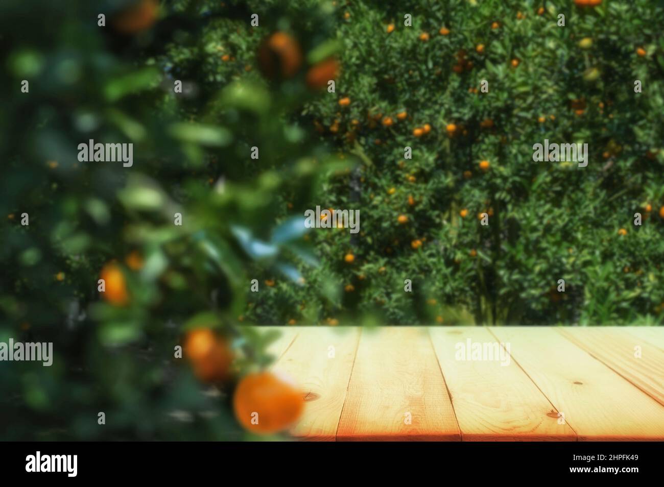 Empty wood table with free space over orange trees, orange field ...