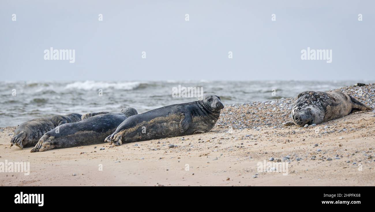 A group of grey seals hauled out on the shingle bank at Blakeney Point ...