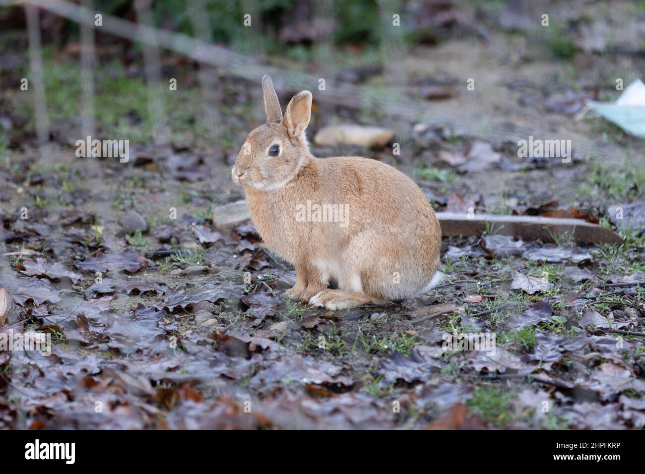 Small Brown Rabbit Standing outside Stock Photo - Alamy