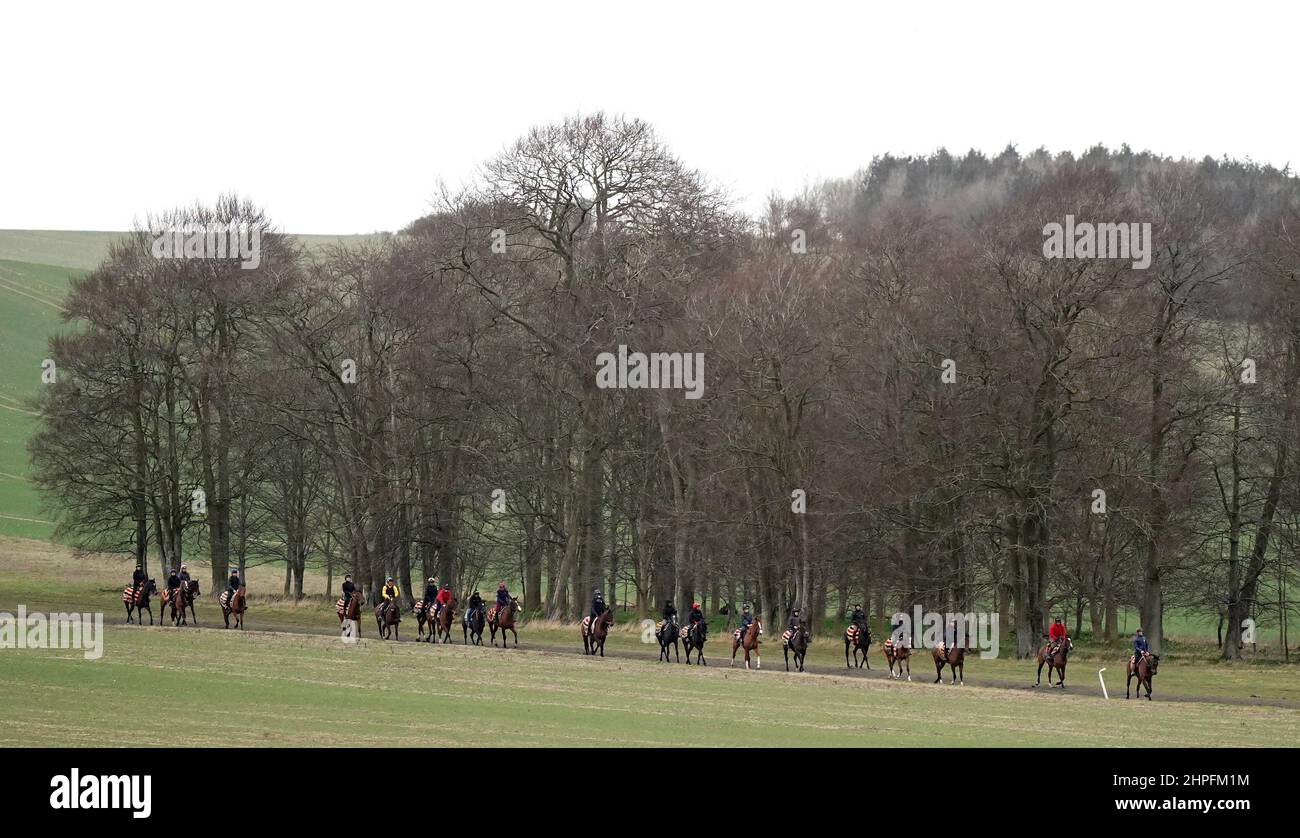 Horses on the gallops during the visit to Nicky Henderson's yard at ...