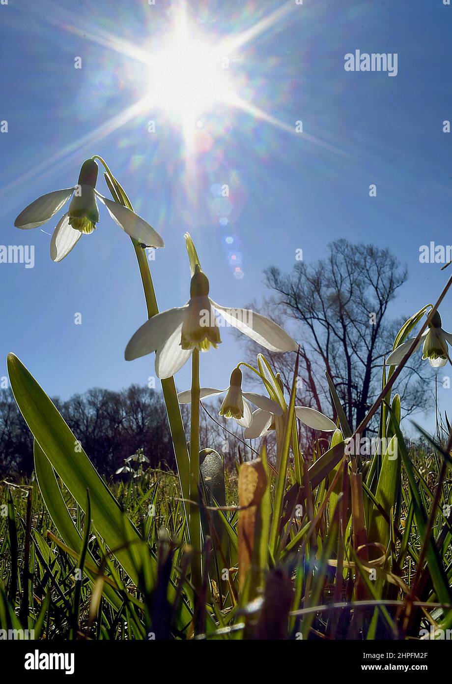 Snowdrop 21 hi-res stock photography and images - Alamy