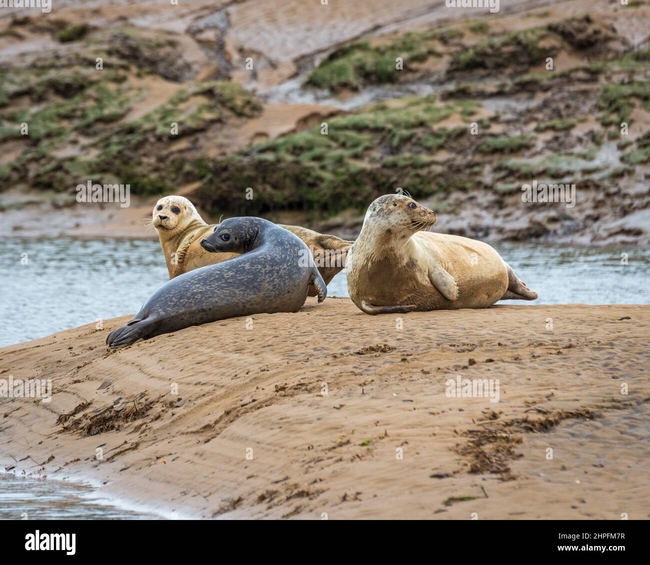 Common or Harbour seals hauled out on the mud banks of an estuary on ...