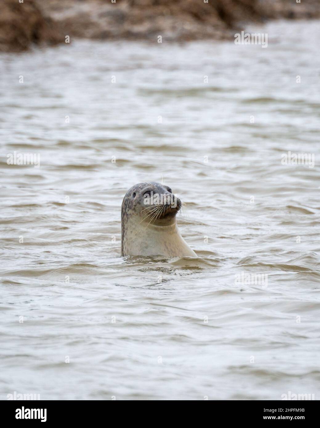 Common seal head out water hi-res stock photography and images - Alamy
