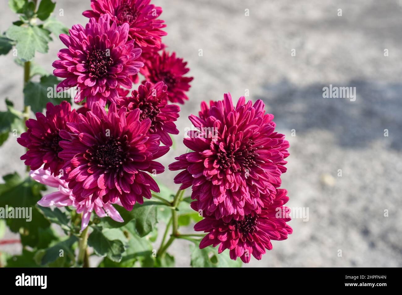 Beautiful Maroon color flowering Chrysanthemum is symbol of Devoted ...