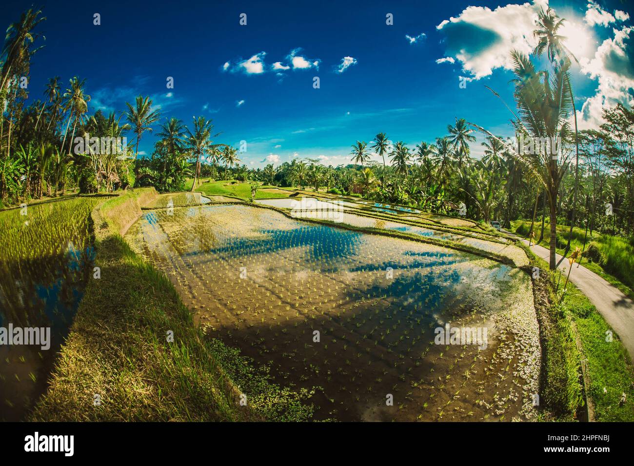 Green terraced rice field. Beautiful nature landscape background with ...