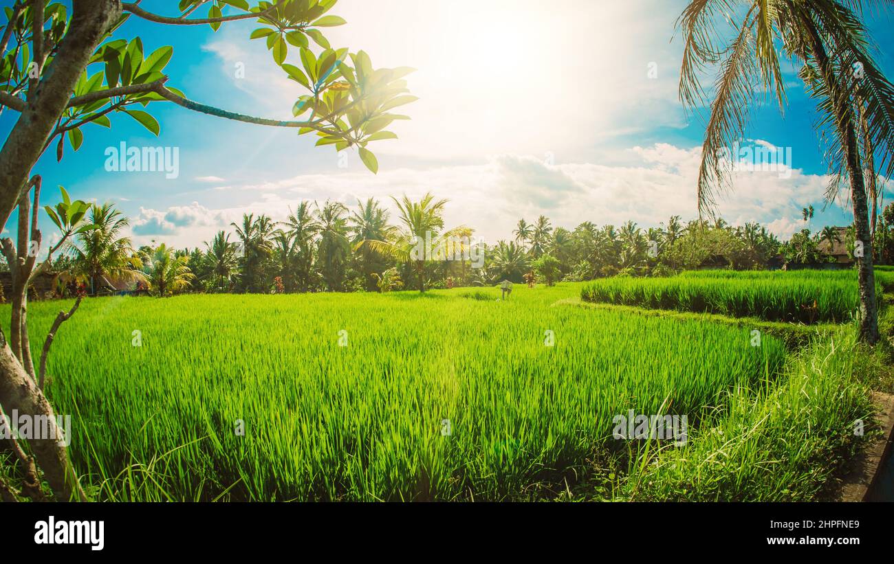 Green terraced rice field. Beautiful nature landscape background with ...