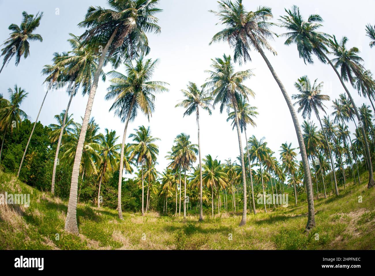 High coconut palm trees in public park on tropical island. Natural ...