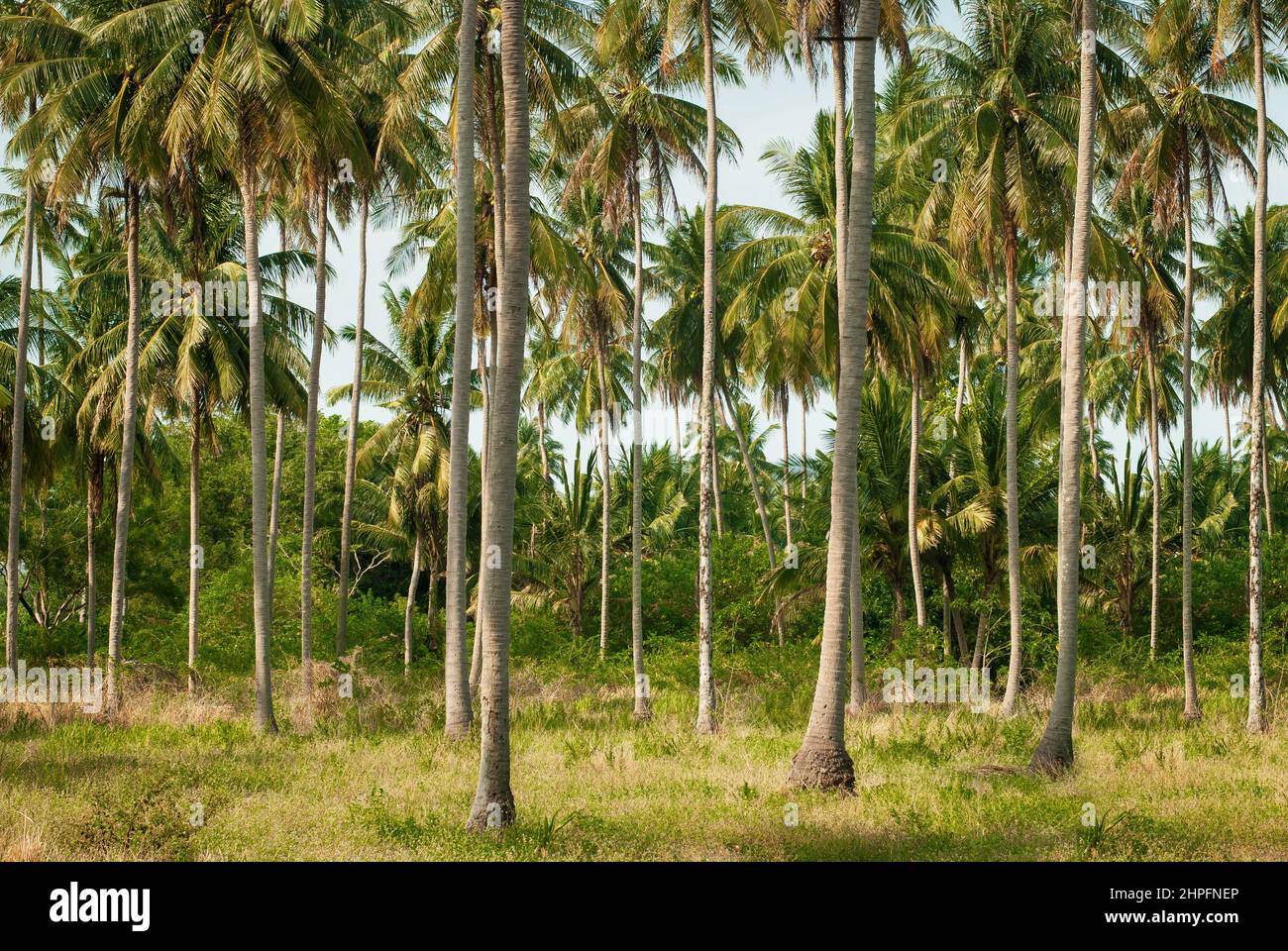 High coconut palm trees in public park on tropical island. Natural ...