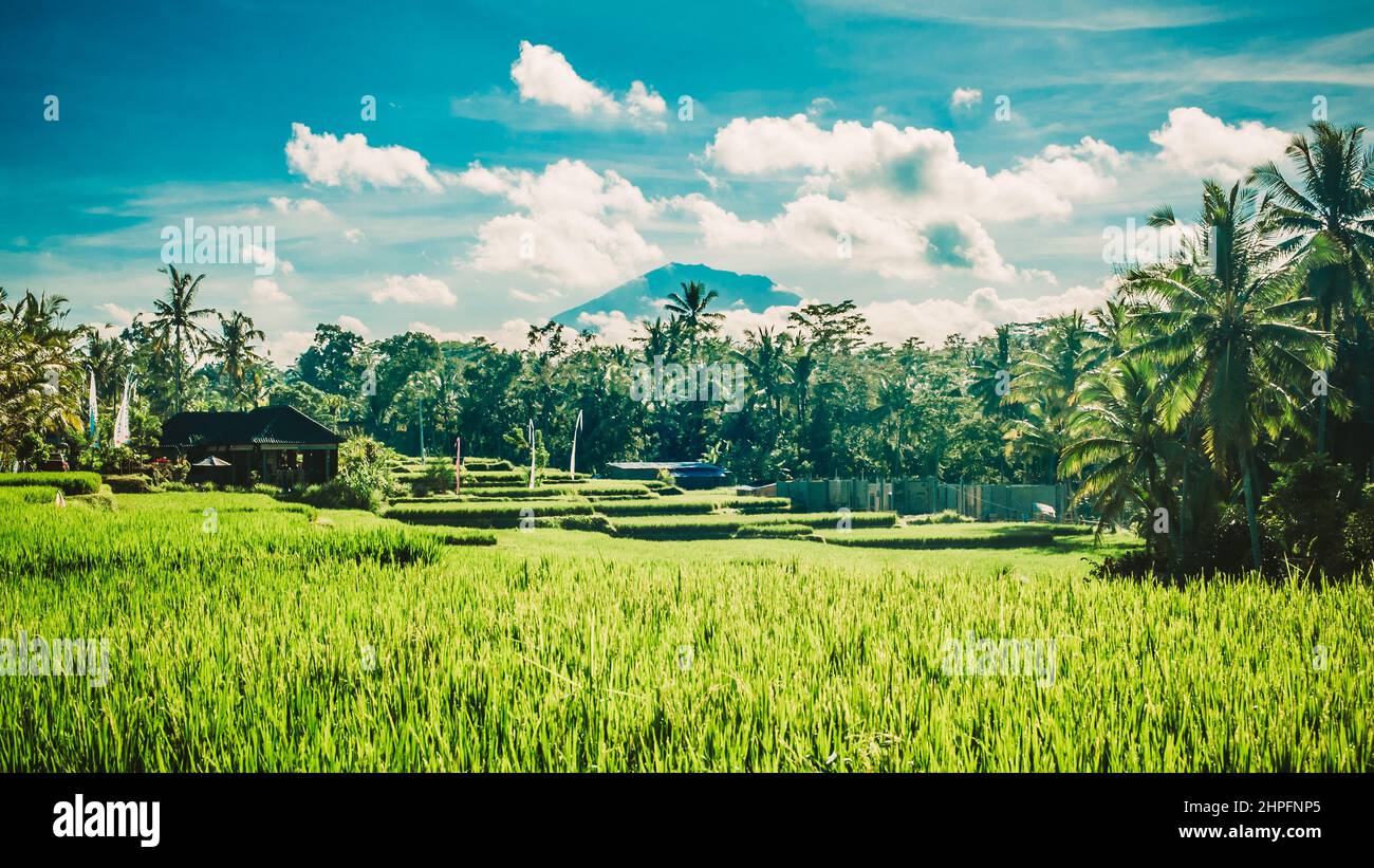 Landscape with green rice fields and Agung volcano. Indonesia, Bali ...