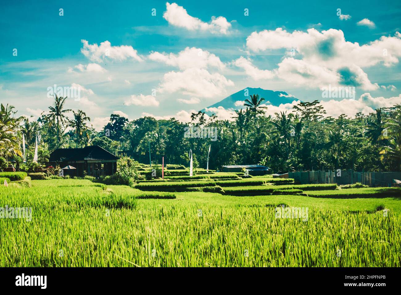 Landscape with green rice fields and Agung volcano. Indonesia, Bali ...