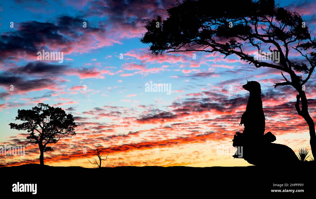 Desert landscape with a beautiful sunset and a silhouette of a meerkat ...