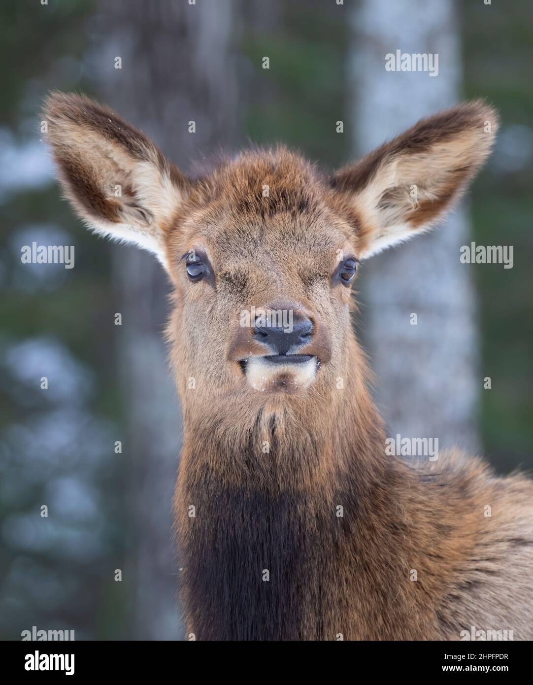Elk female isolated against a white background walking in the winter ...
