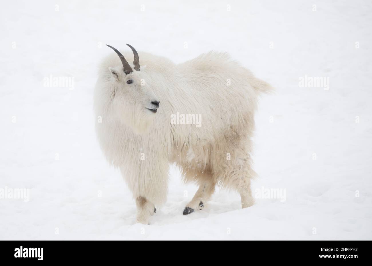 Rocky mountain goat (Oreamnos americanus) walking in the snow in Canada ...