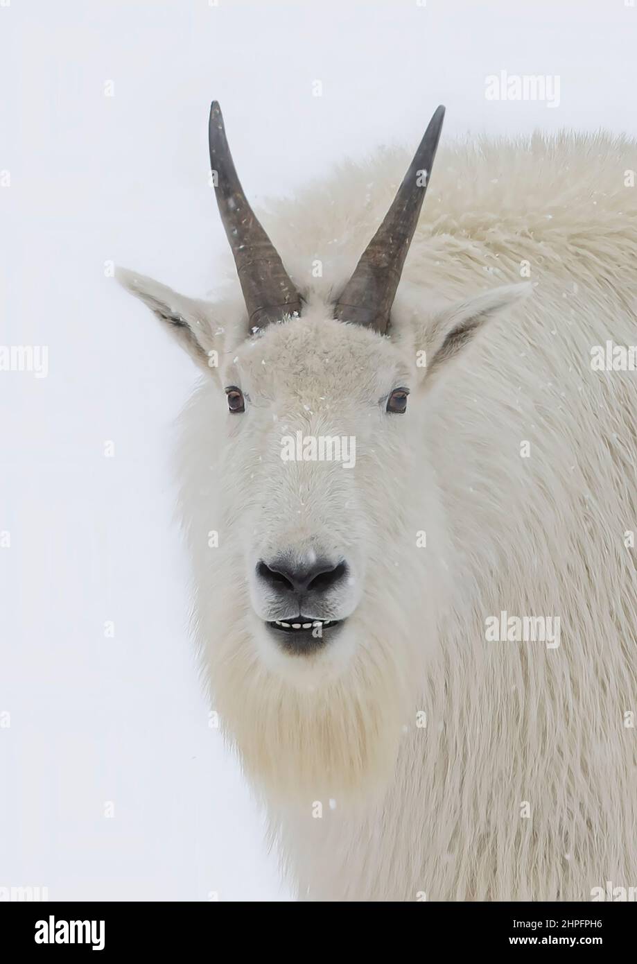 Snow white mountain goat hi-res stock photography and images - Alamy