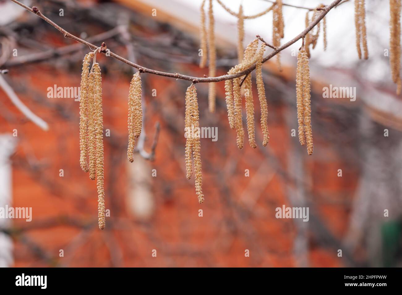 Closeup of hazelnut tree branches covered with yellow catkins growing ...