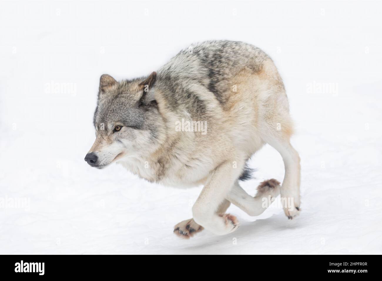 Timber Wolf or grey wolf Canis lupus running in the winter snow in ...