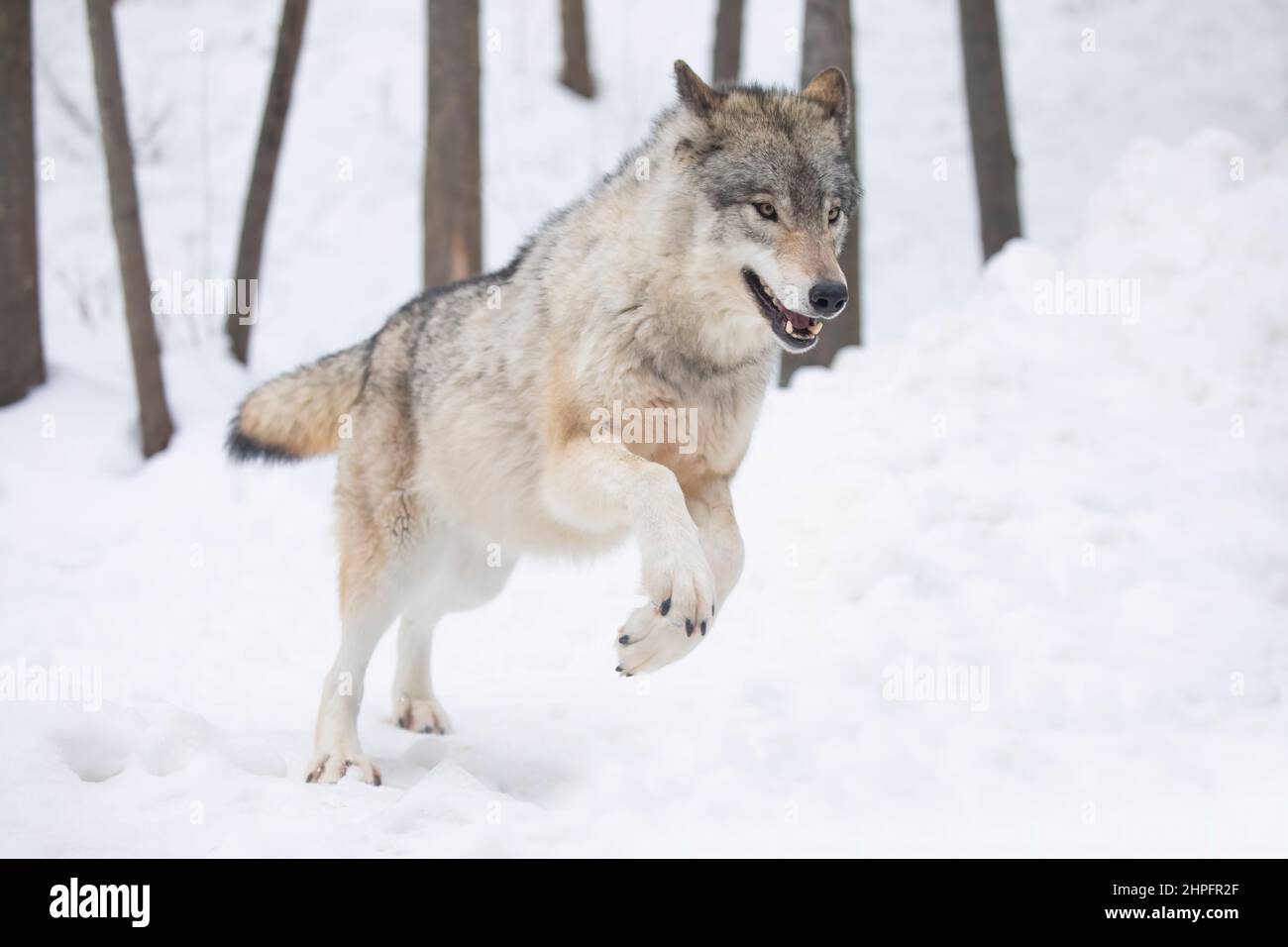 Timber Wolf or grey wolf Canis lupus running in the winter snow in ...