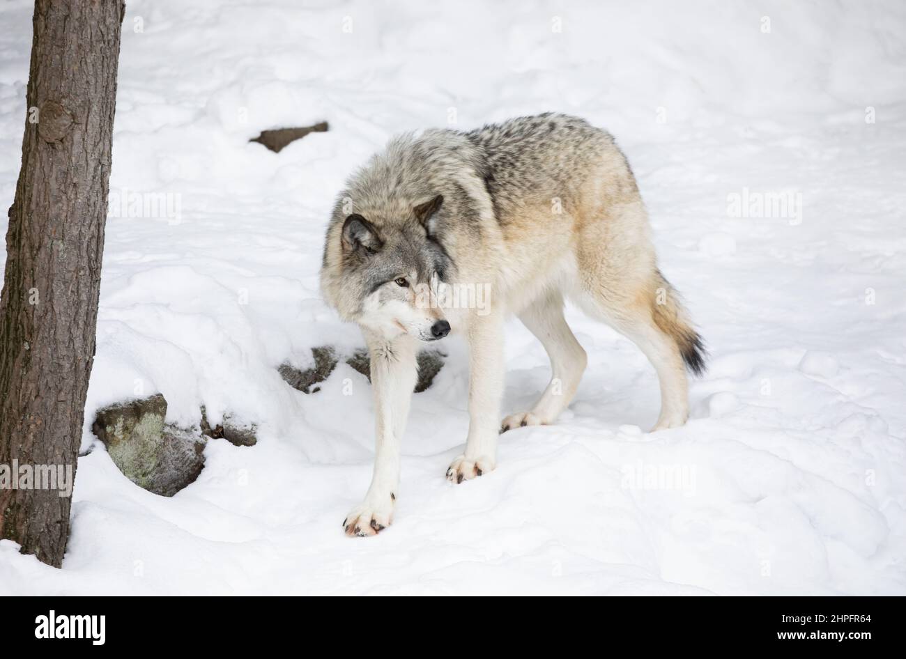 A lone Timber wolf or Grey Wolf Canis lupus isolated on white ...