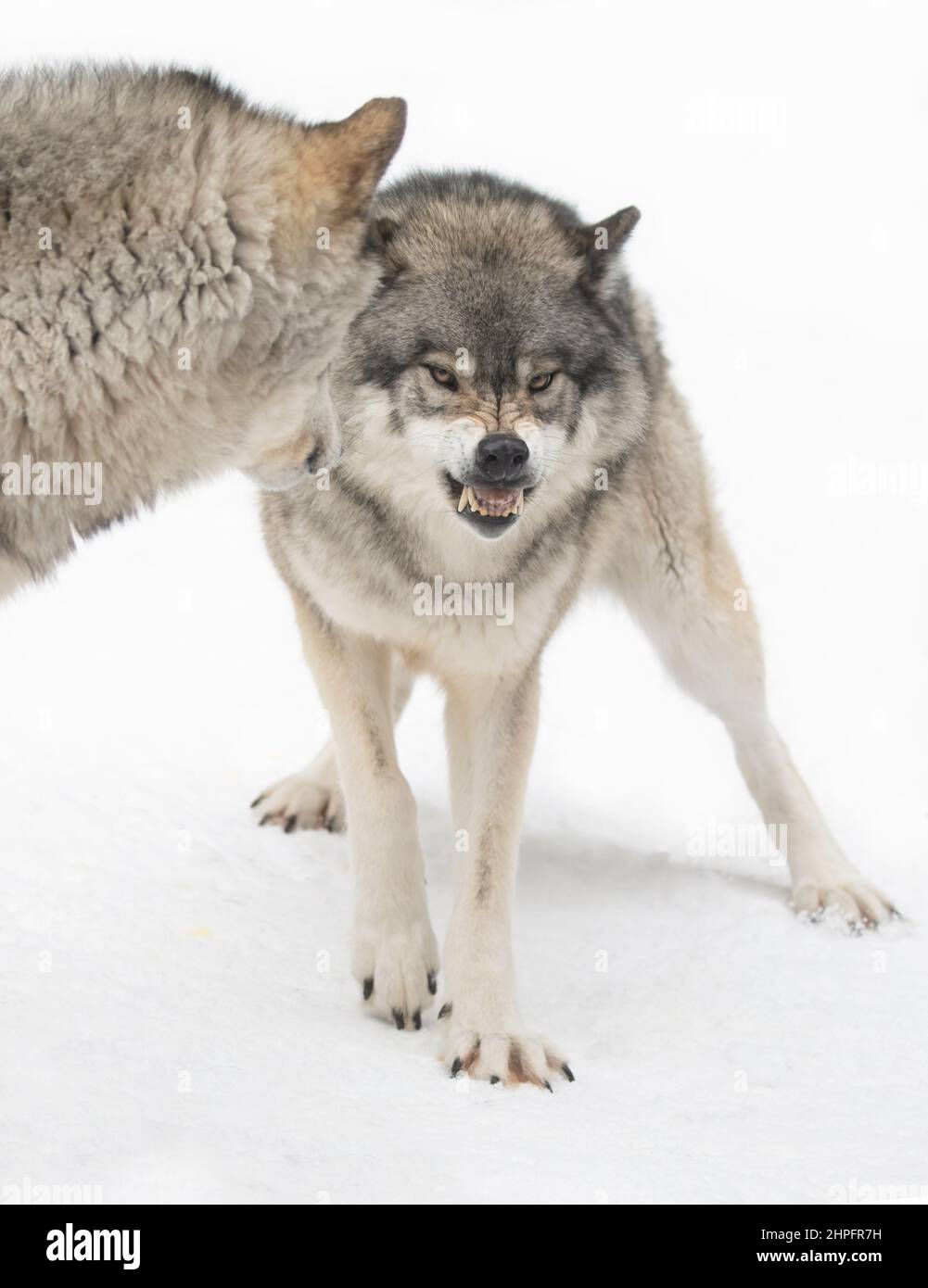 Grey Wolf Growling Gray Wolf Howling #1 By Jeffrey Lepore