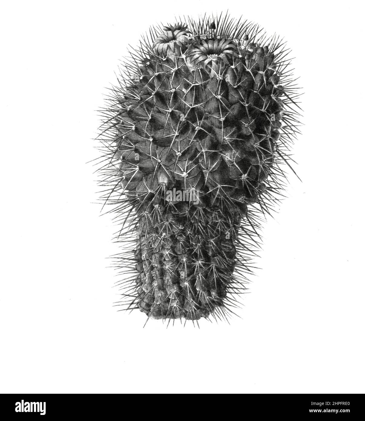 Augustin Pyramus De Candolle