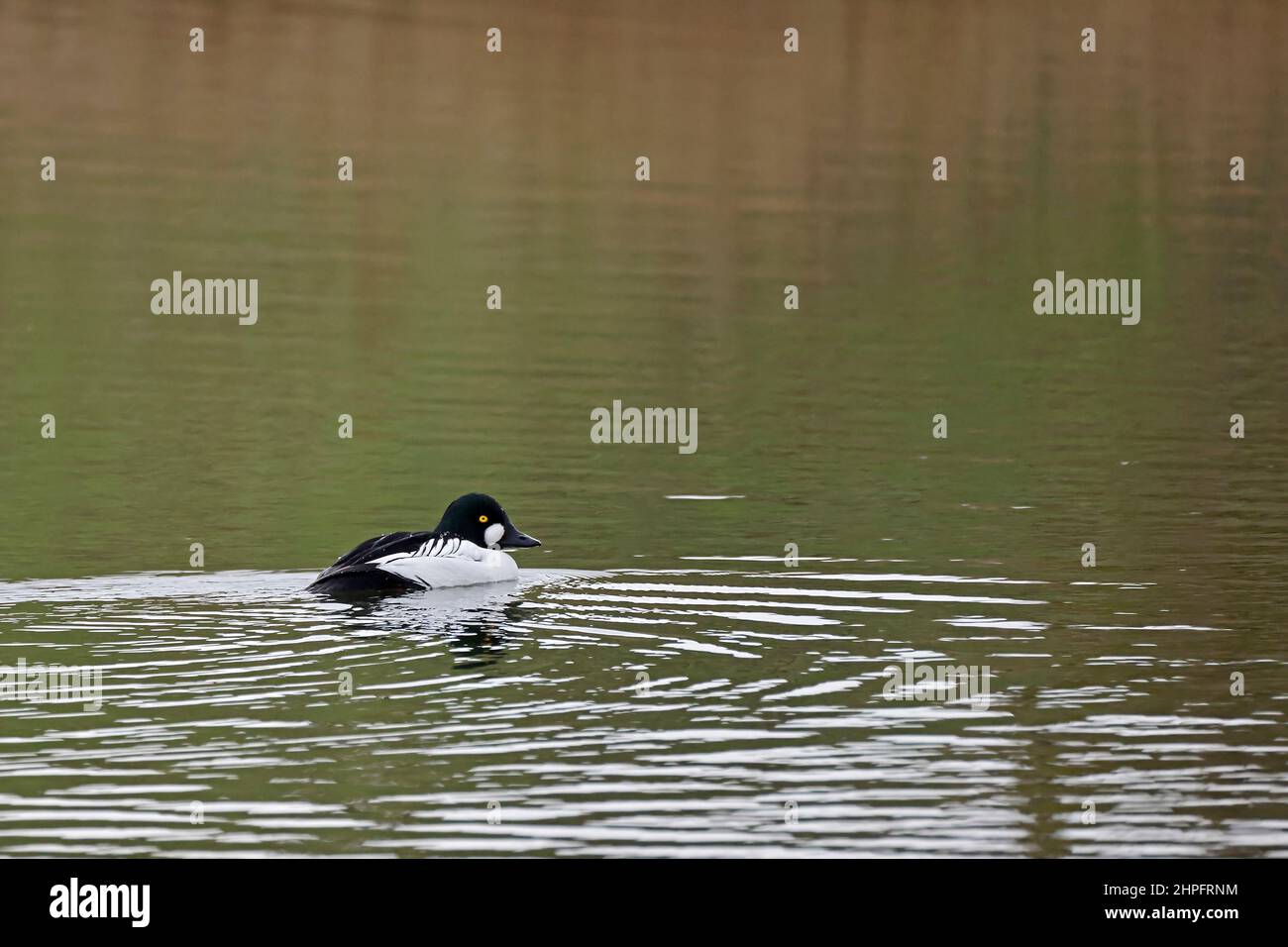 Male Goldeneye swimming at Snettisham RSPB Reserve Norfolk Stock Photo ...