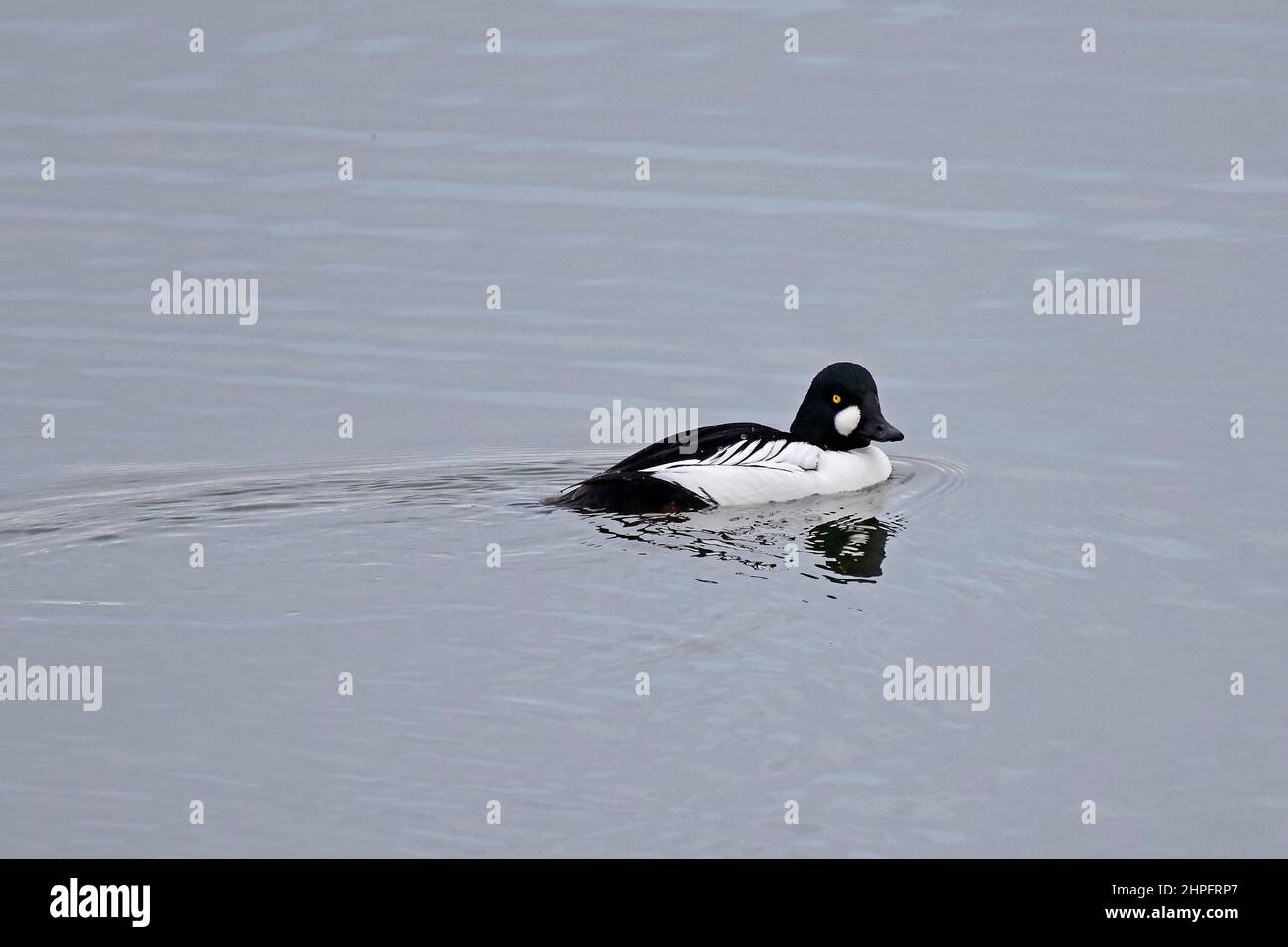 Male Goldeneye swimming at Snettisham RSPB Reserve Norfolk Stock Photo ...