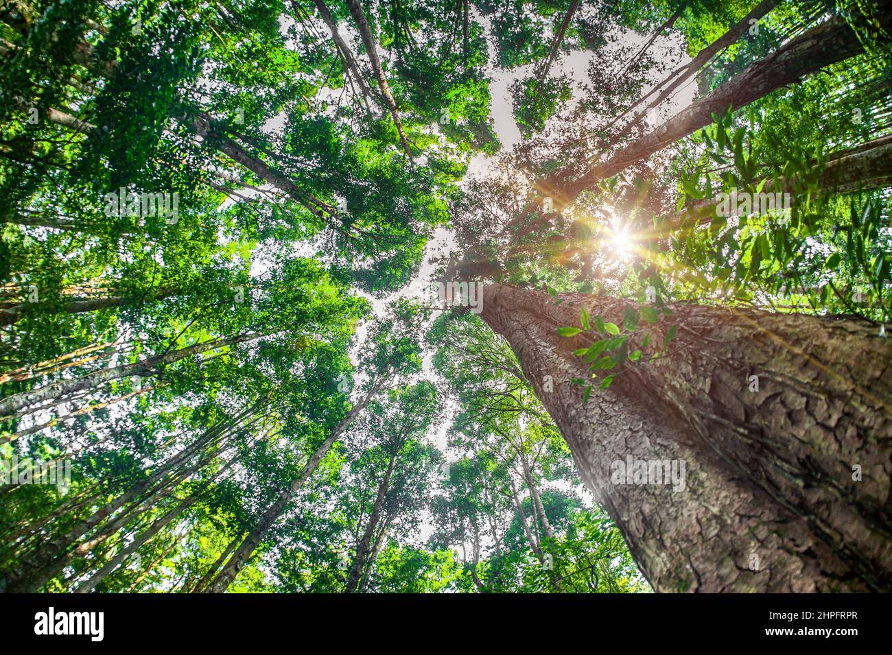 Abstract fisheye view of trees in a tropical forest. Exotic jungle ...