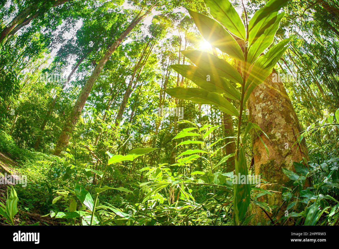Abstract fisheye view of trees in a tropical forest. Exotic jungle ...