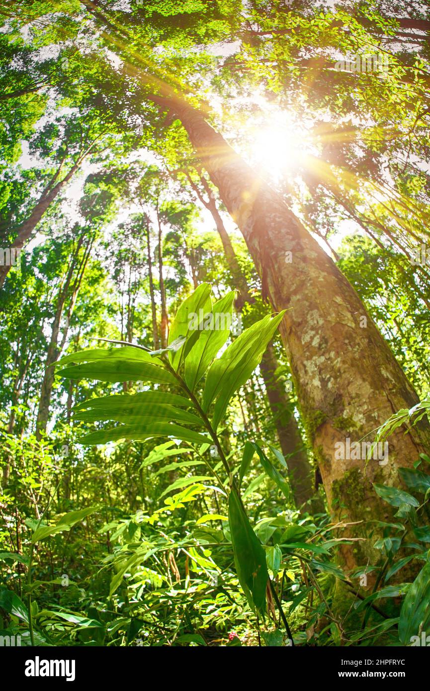 Abstract fisheye view of trees in a tropical forest. Exotic jungle ...