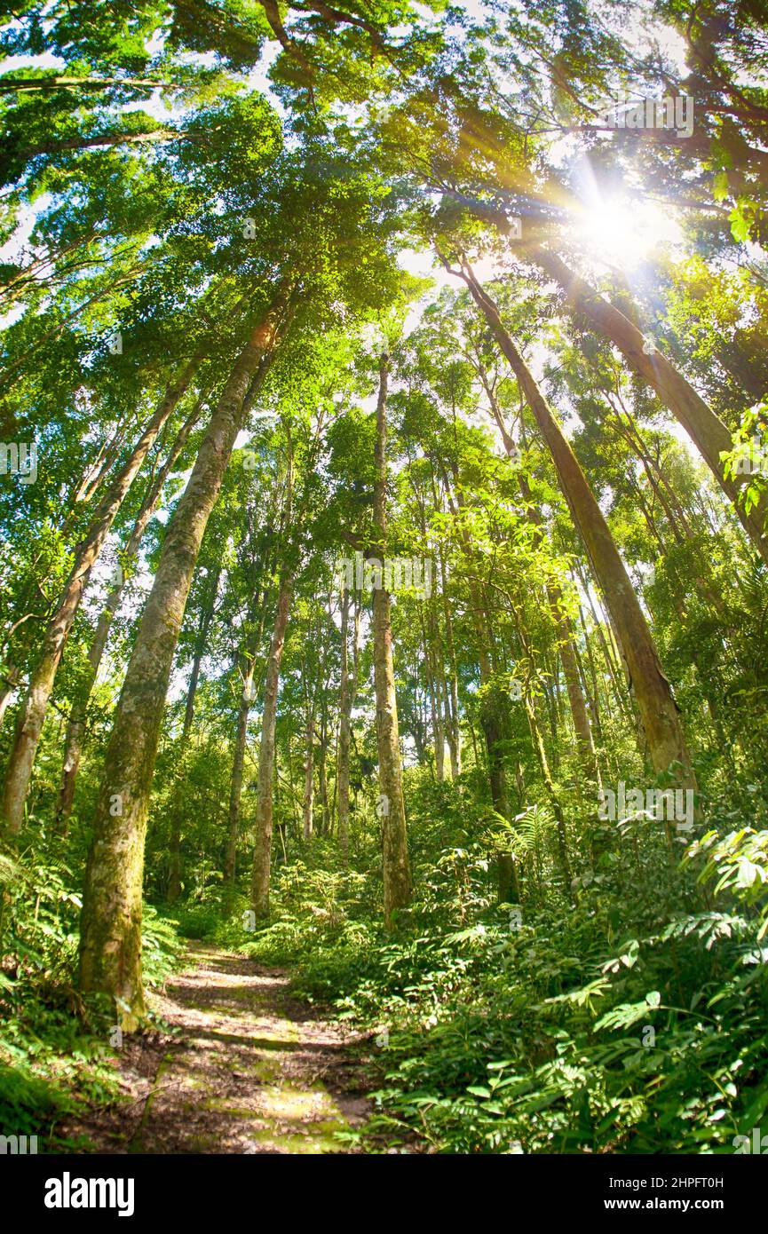 Abstract fisheye view of trees in a tropical forest. Exotic jungle ...