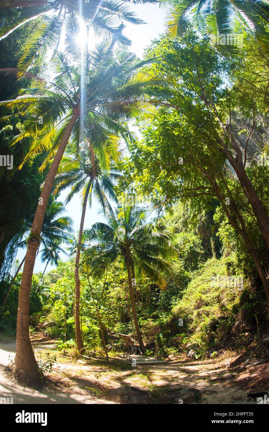 Abstract fisheye view of trees in a tropical forest. Exotic jungle ...