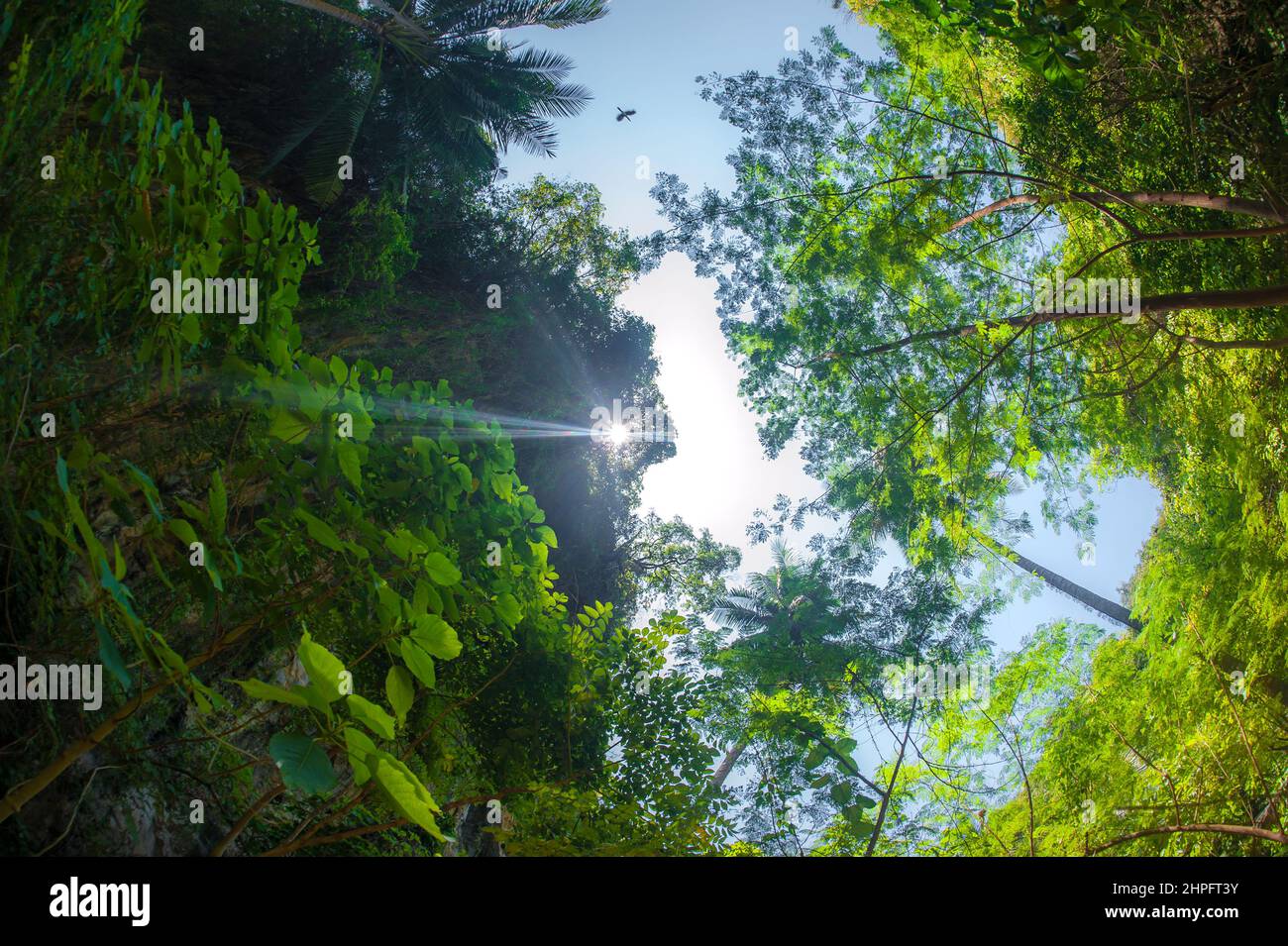 Abstract fisheye view of trees in a tropical forest. Exotic jungle ...