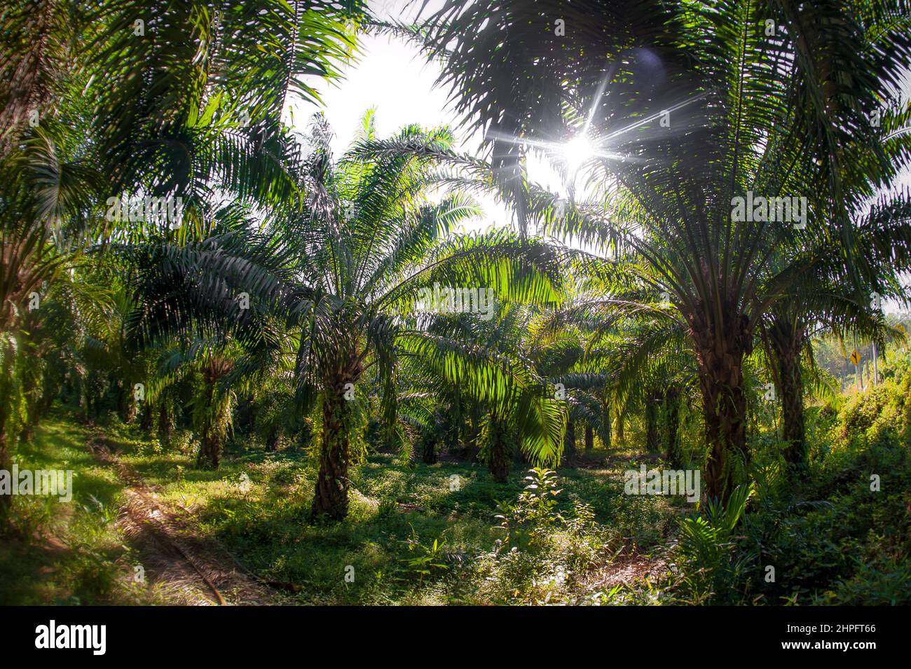 Abstract fisheye view of trees in a tropical forest. Exotic jungle ...