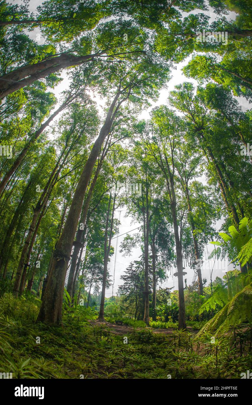 Abstract fisheye view of trees in a tropical forest. Exotic jungle ...
