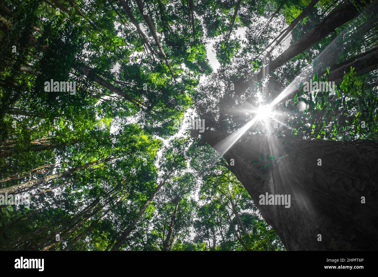 Abstract fisheye view of trees in a tropical forest. Exotic jungle ...