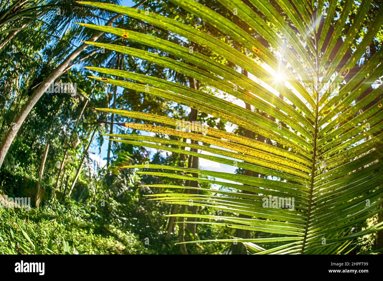 Sun shining into tropical forest with lush foliage background. Fisheye ...