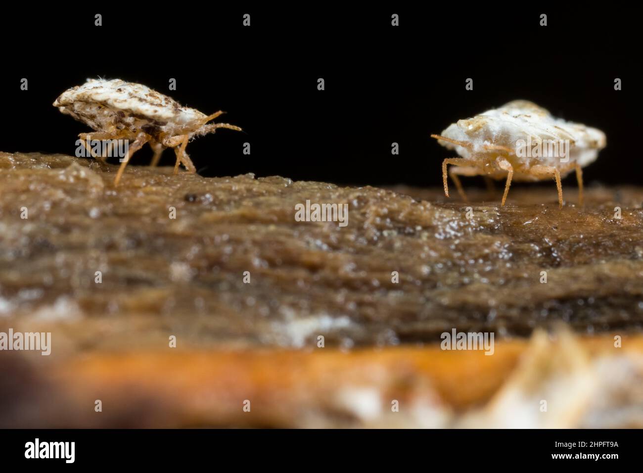 Scale insect hi-res stock photography and images - Alamy