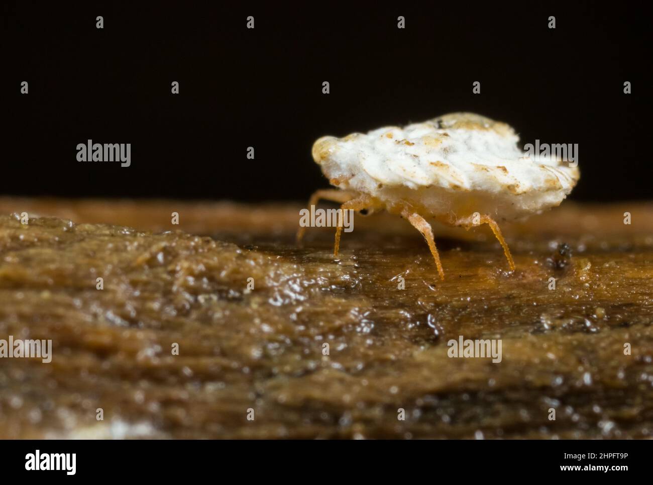 Scale insect hi-res stock photography and images - Alamy