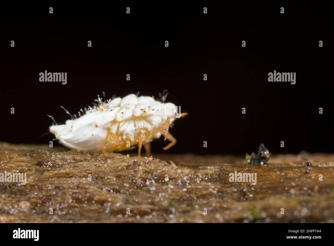 Scale insect hi-res stock photography and images - Alamy
