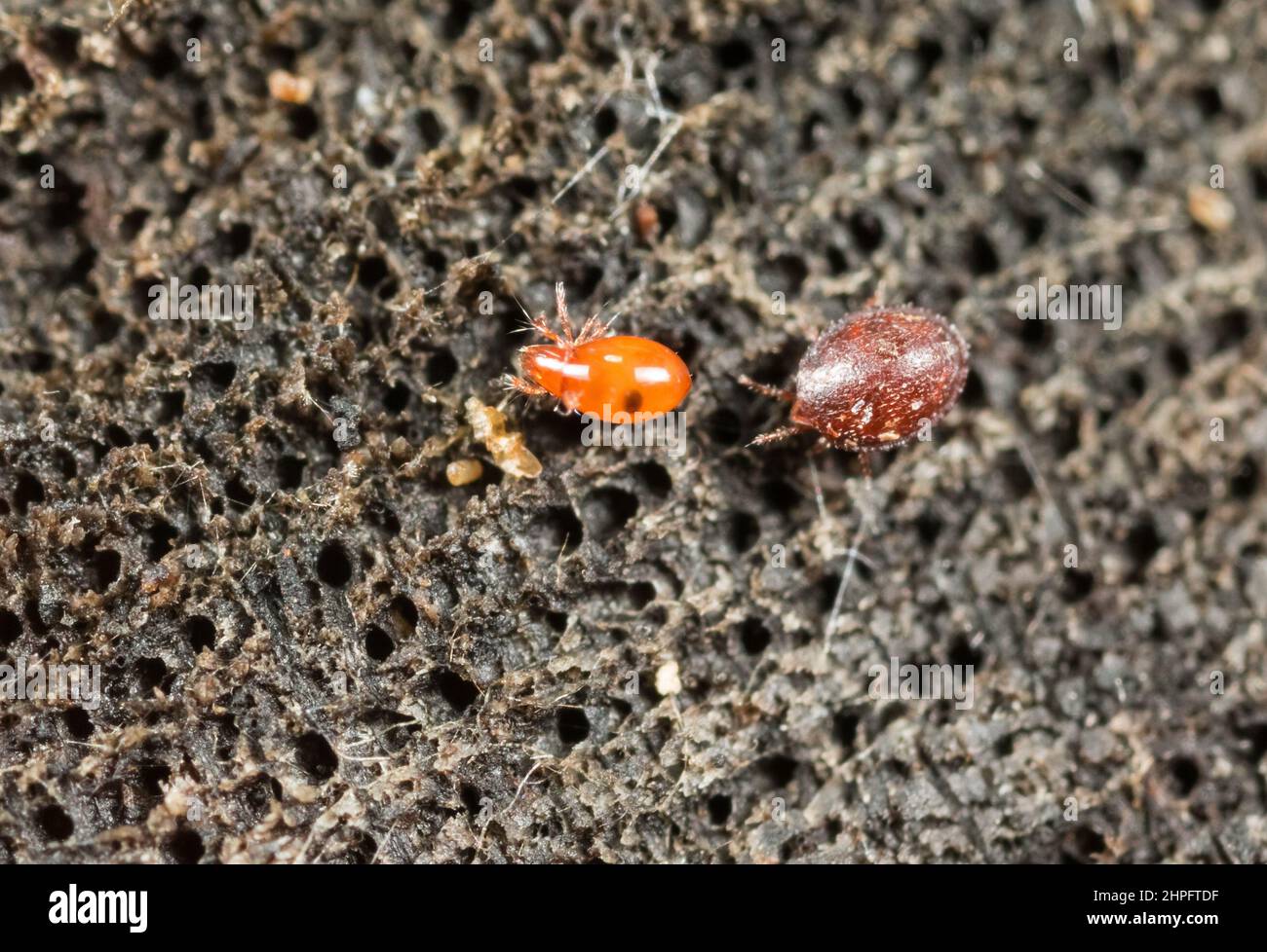 Oribatid moss mite (Oribatida Stock Photo - Alamy