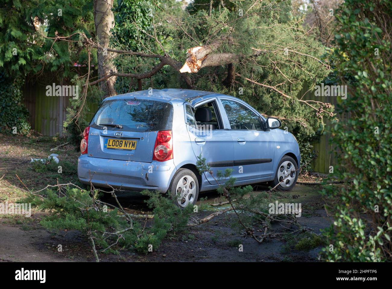 Car crushed by falling tree Stock Photo - Alamy