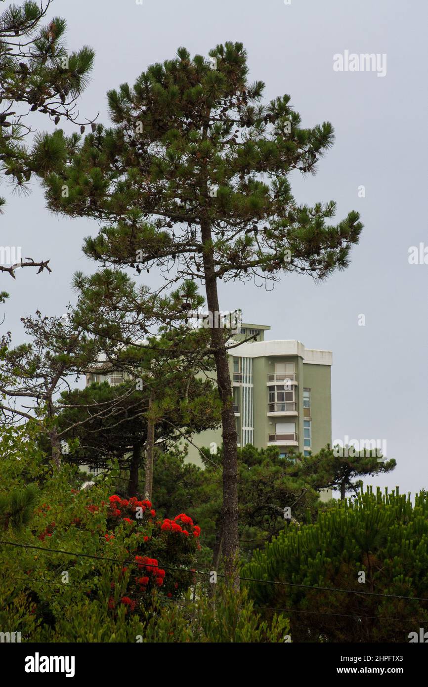 Pine Tree and Green Building Stock Photo - Alamy